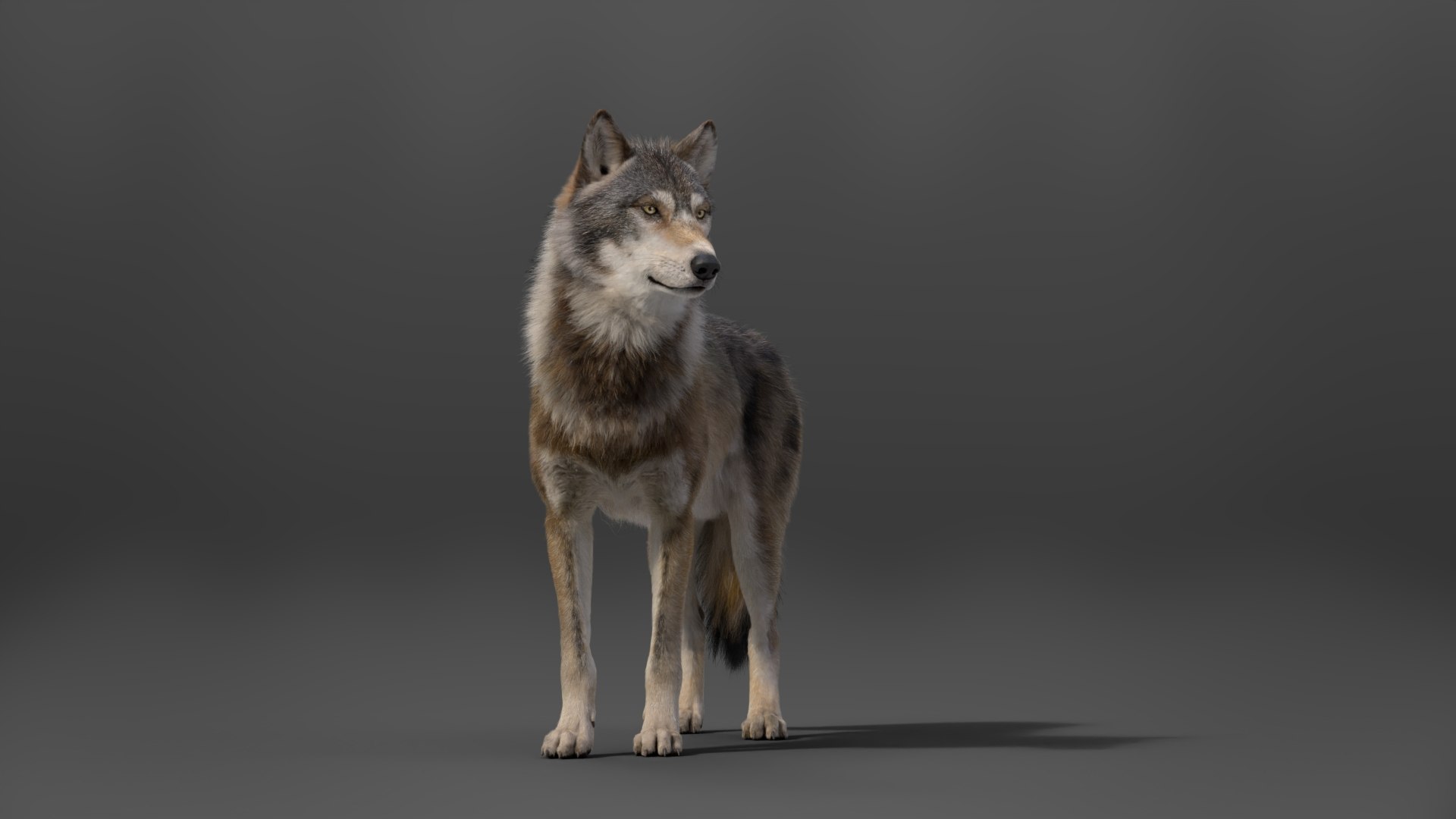 Wolf Animation 3D Model - TurboSquid 2077290