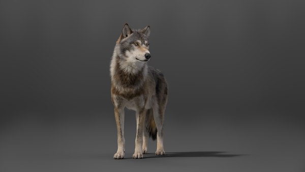 modelo 3d Animación de lobo1 - TurboSquid 2077290