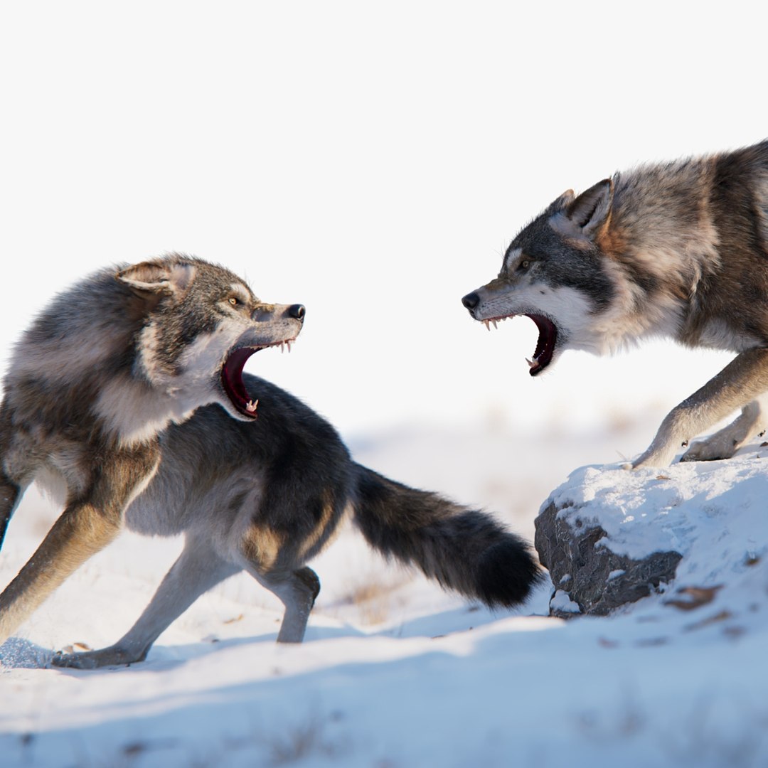 Wolf Animation 3D model - TurboSquid 2077290