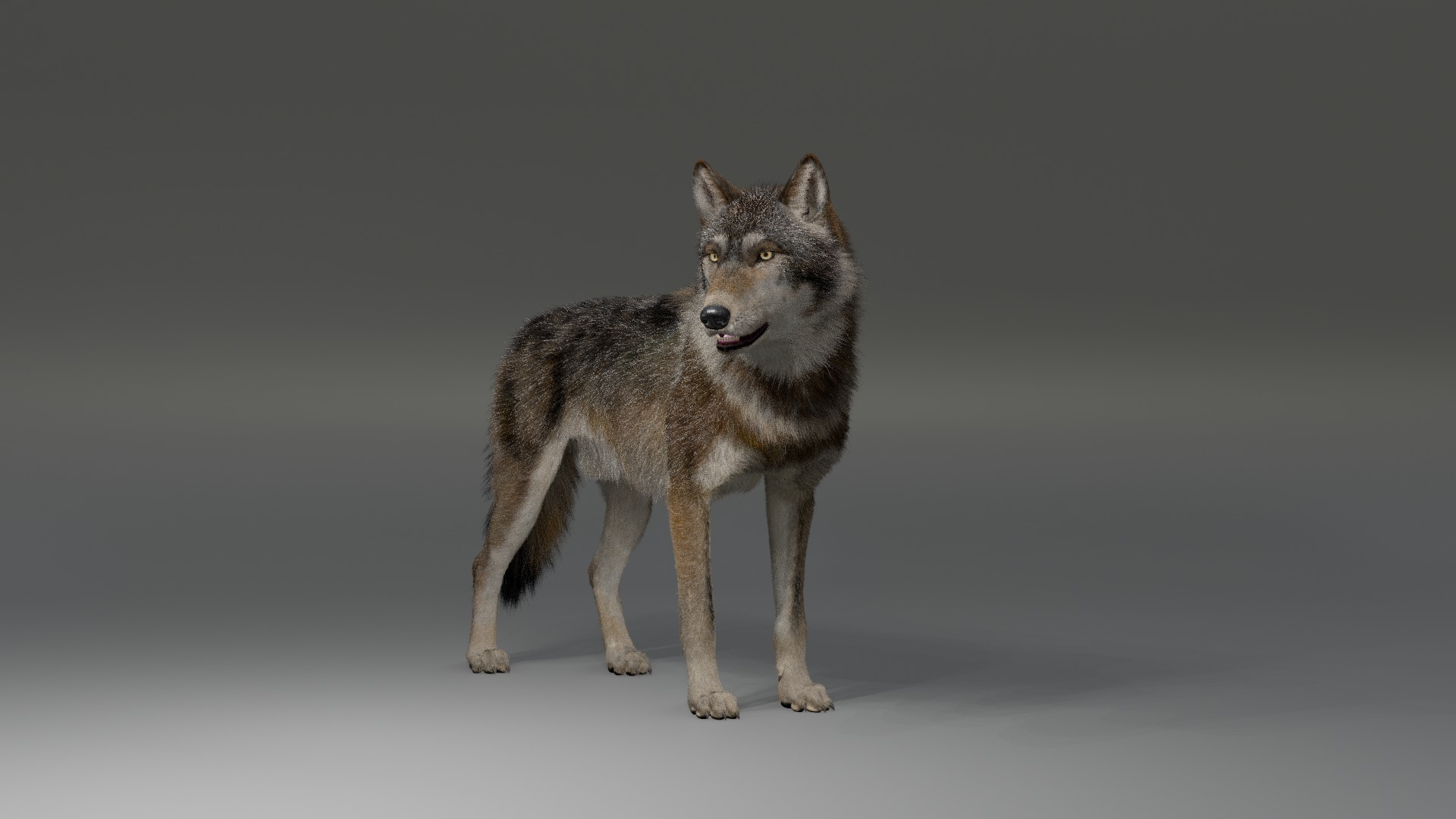 Wolf Animation 3D Model - TurboSquid 2077290