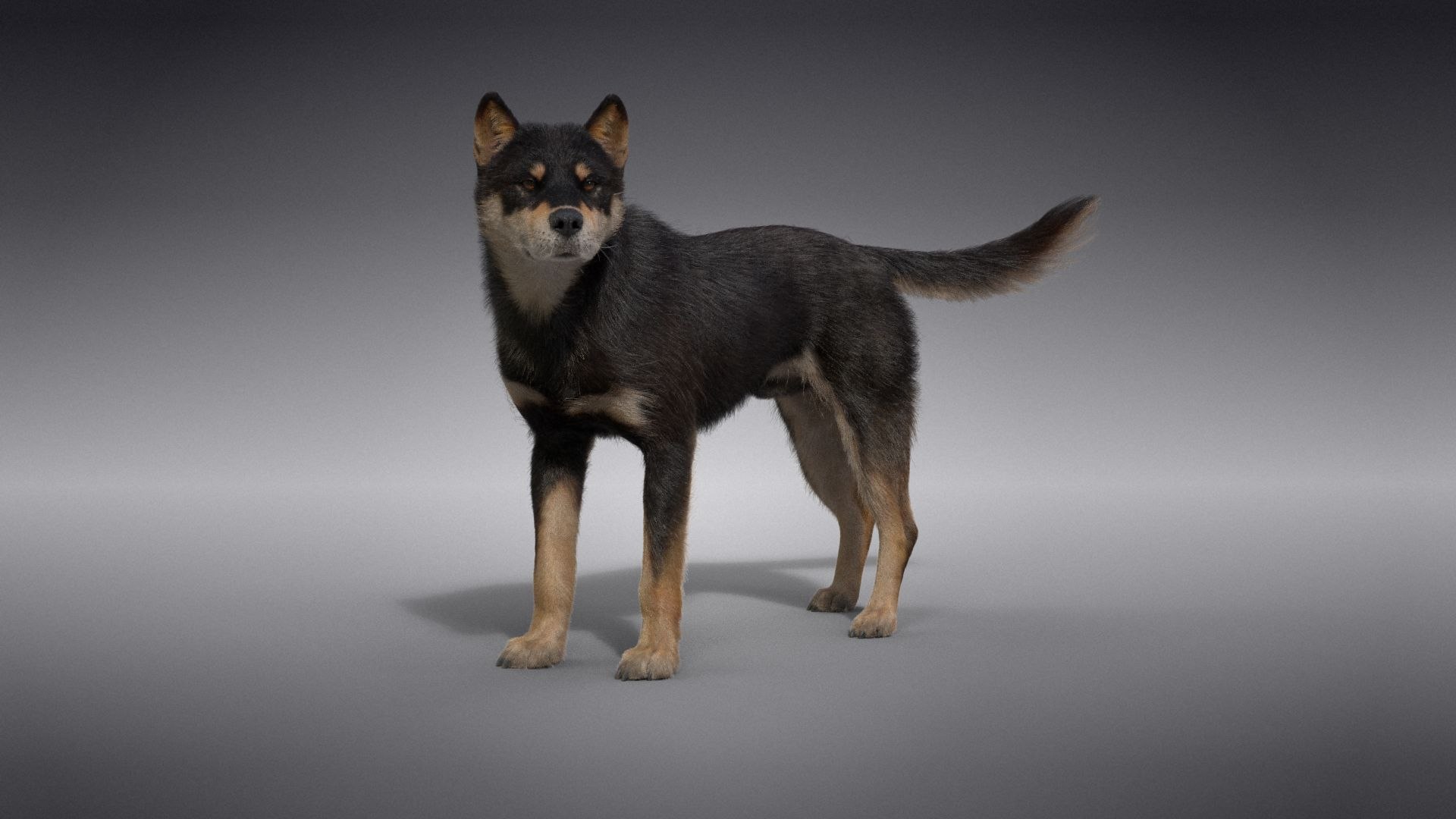 Four-Eyed Dog Animated 3D - TurboSquid 2077289