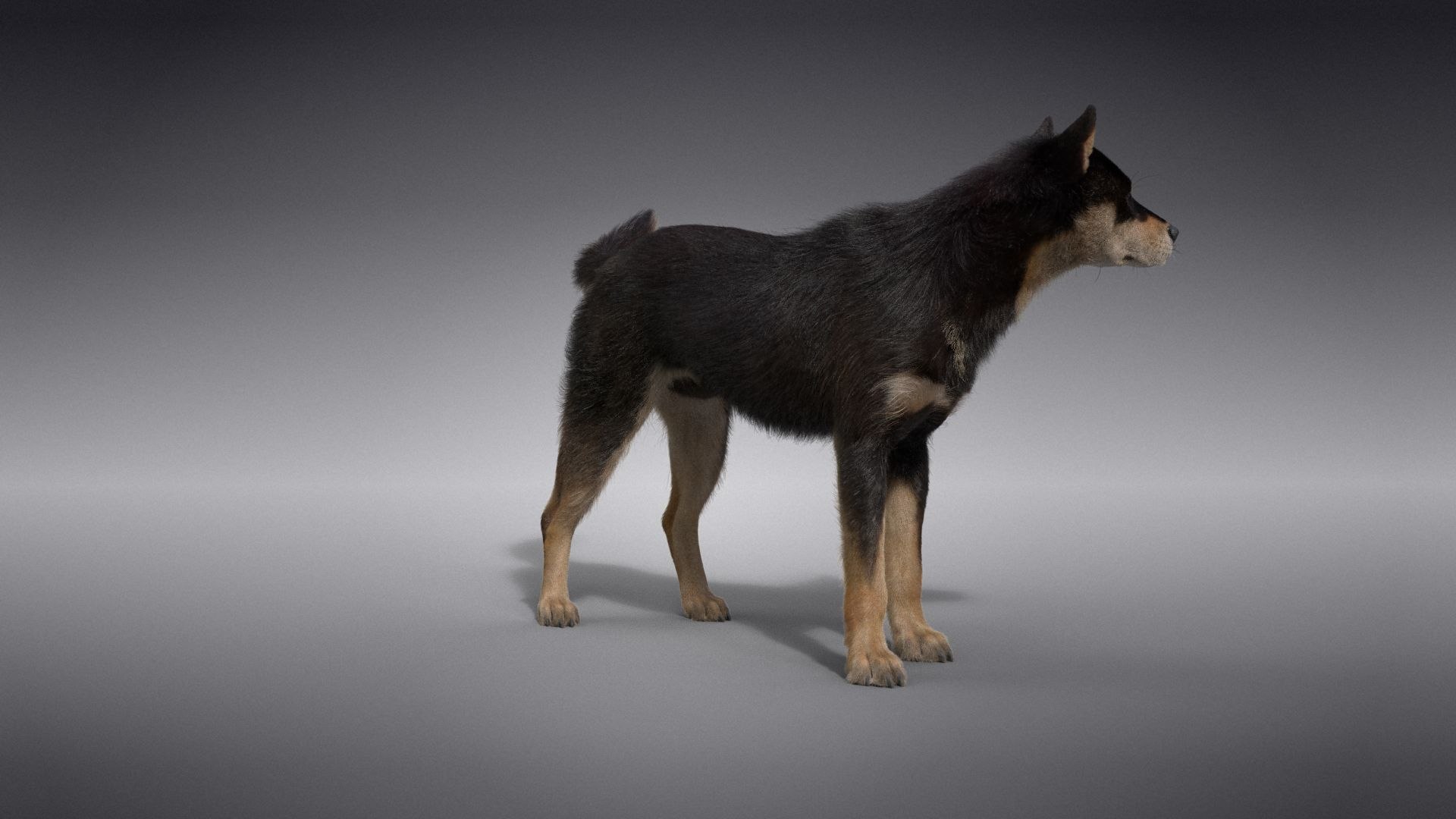 Four-Eyed Dog Animated 3D - TurboSquid 2077289