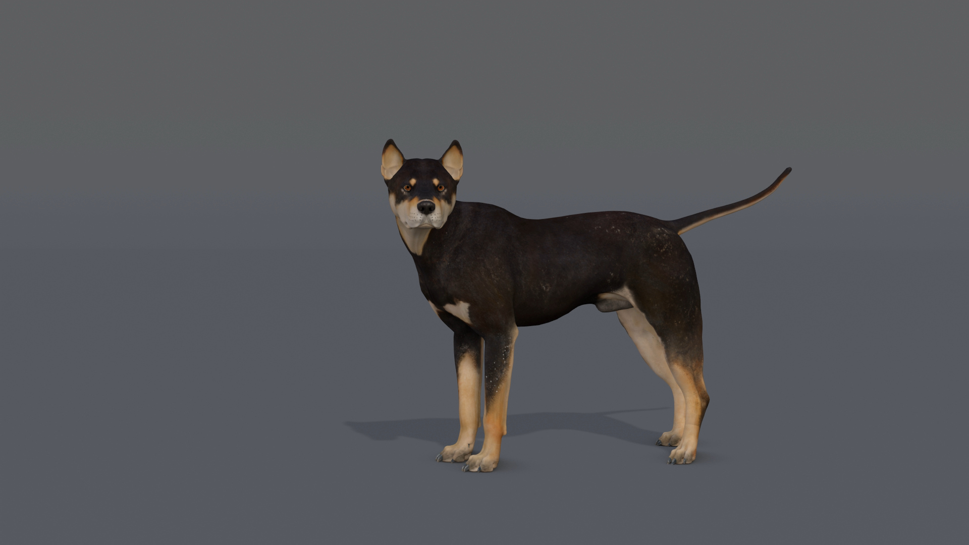 Four-Eyed Dog Animated 3D - TurboSquid 2077289
