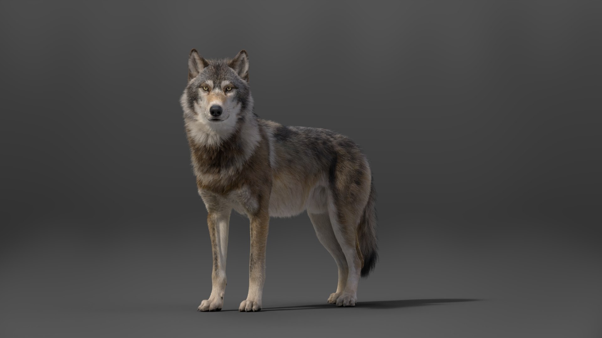 Wolf Animation 3D Model - TurboSquid 2077290