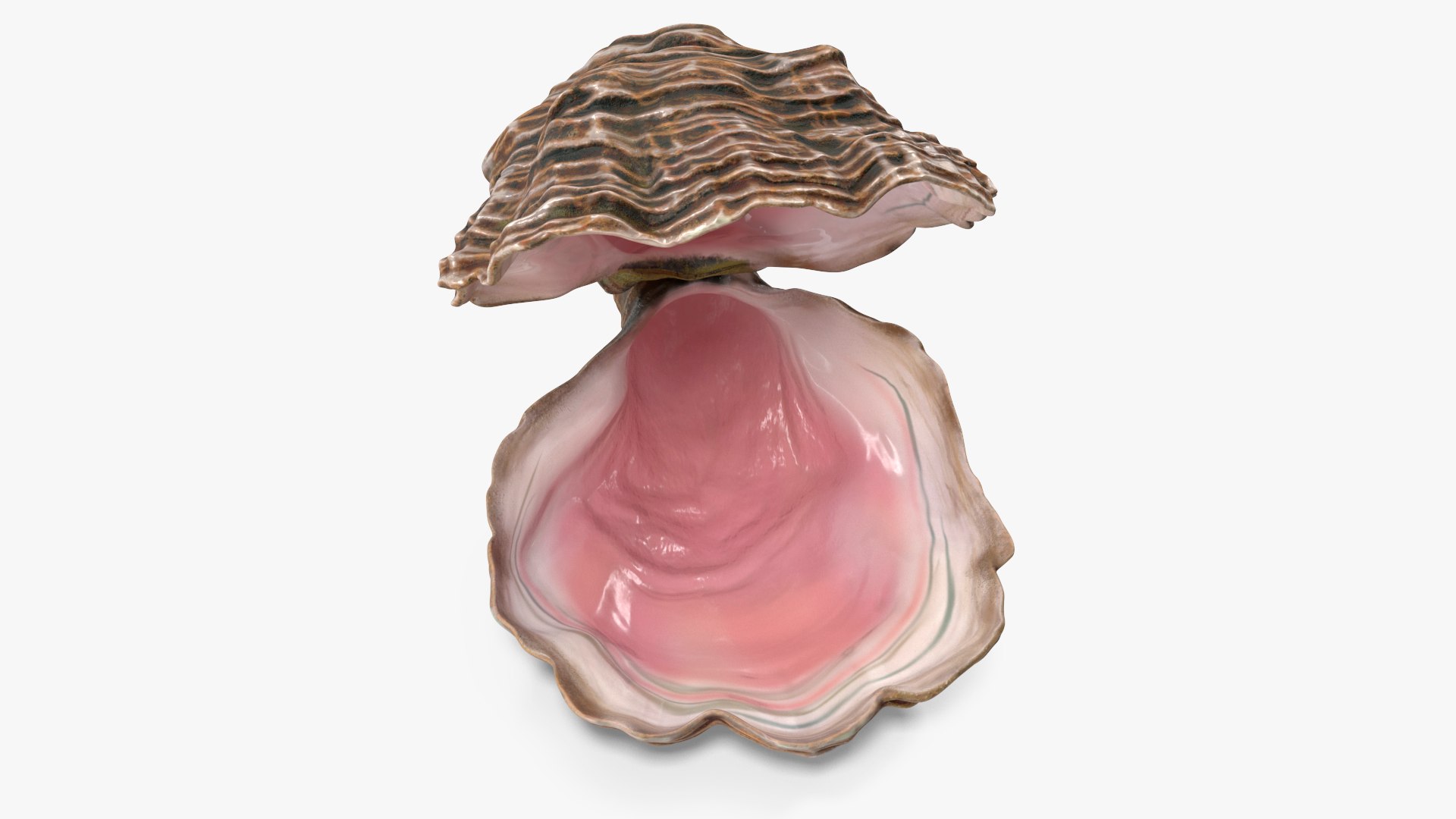 Open Oyster Shell Colored 3D Model | 3DMolier Studio