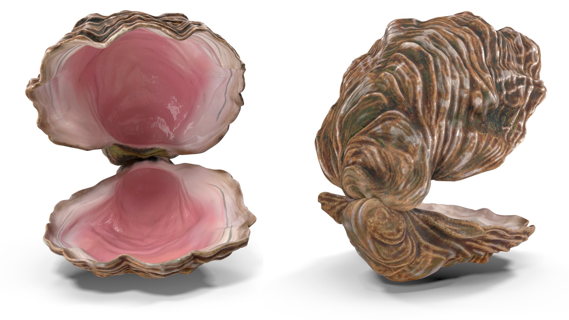 3D Model Open Oyster Shell Colored - TurboSquid 2387158