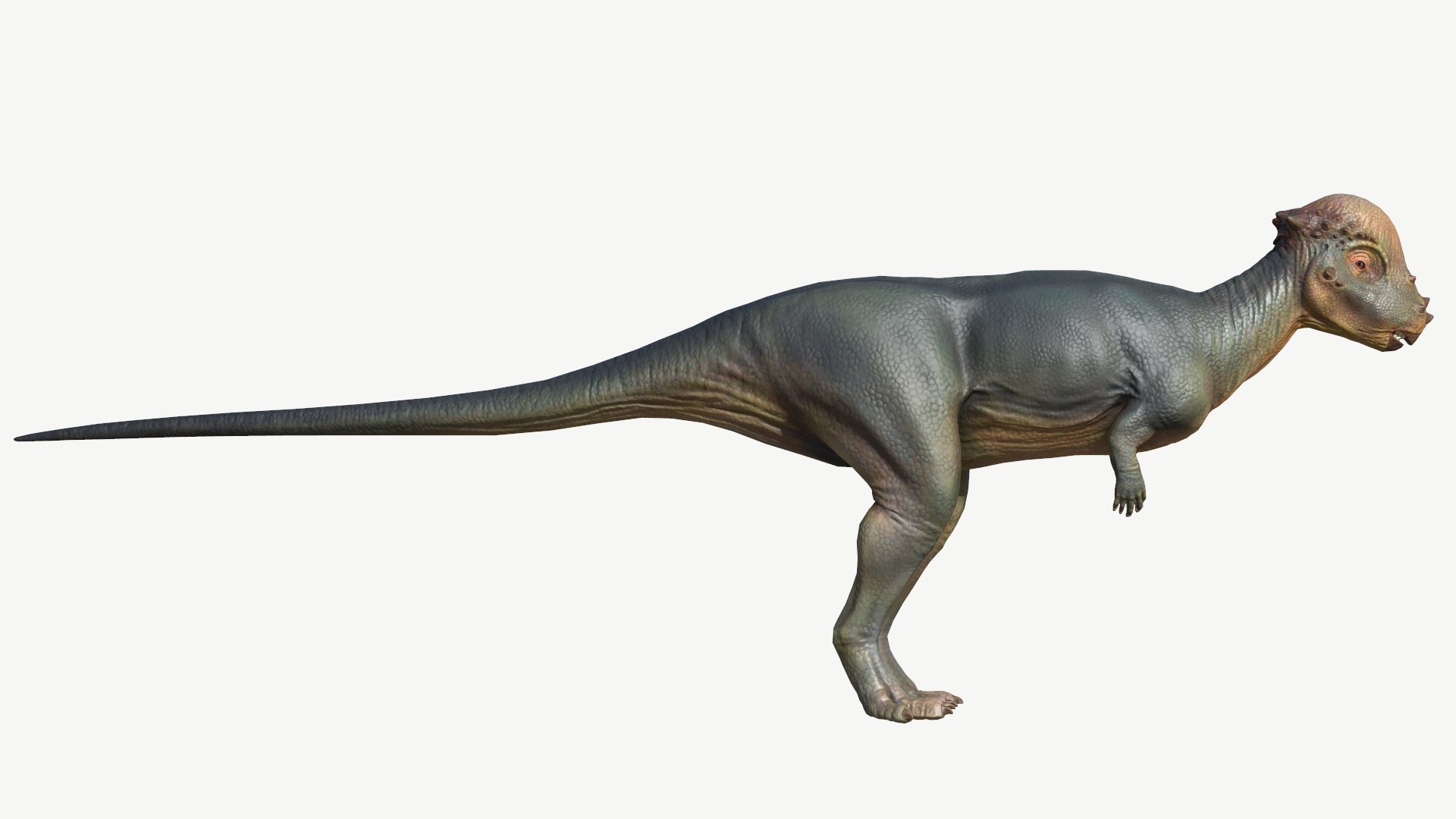 3D dinosaur animal pachycephalosaurus model - TurboSquid 1616138