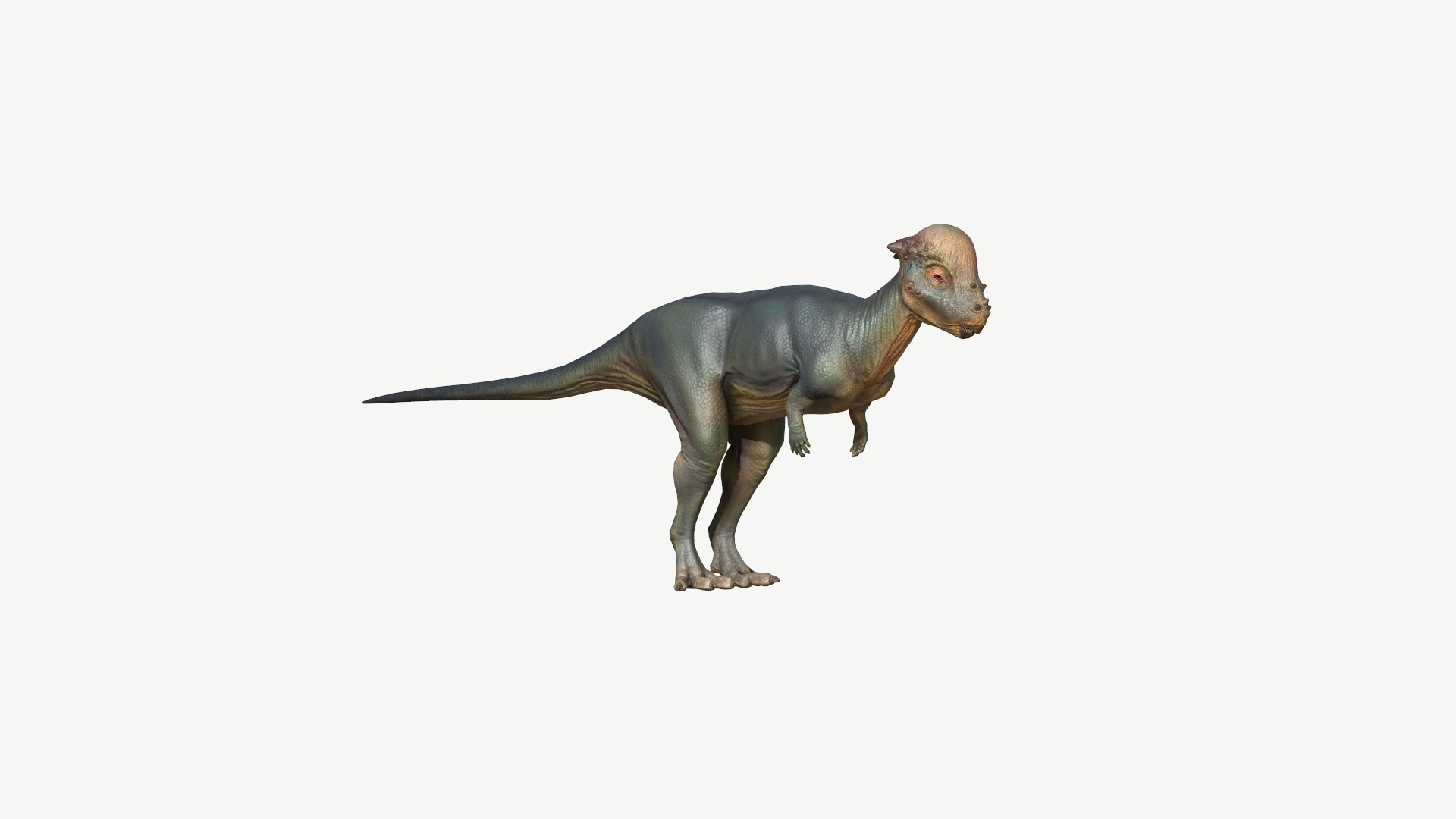3D dinosaur animal pachycephalosaurus model - TurboSquid 1616138