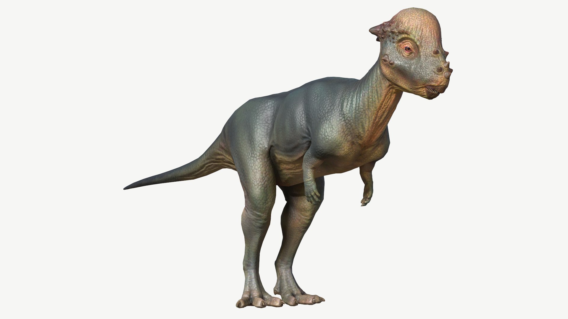 3D dinosaur animal pachycephalosaurus model - TurboSquid 1616138