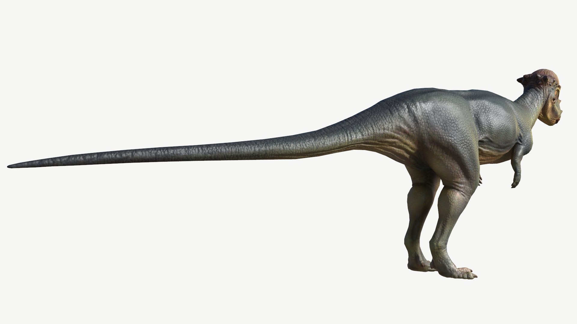 3D dinosaur animal pachycephalosaurus model - TurboSquid 1616138