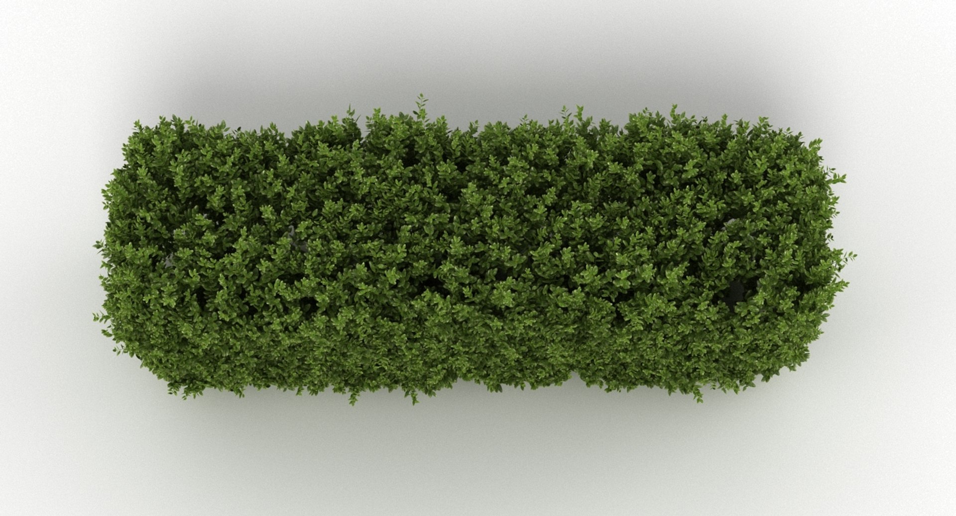 Hedge Realistic 3D - TurboSquid 1198909