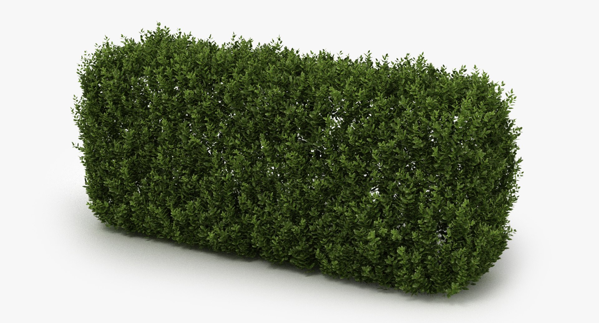 Hedge Realistic 3D - TurboSquid 1198909
