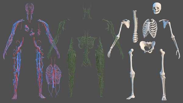 modelo 3d Colección completa de anatomía humana 3 - TurboSquid 2034642