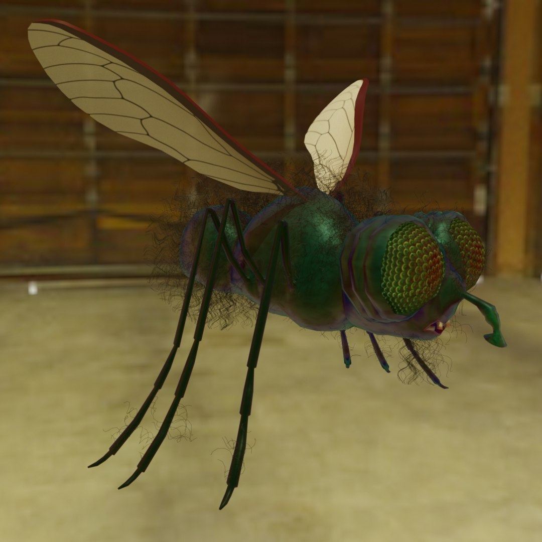 3D Model Fly Rigged - TurboSquid 1484053