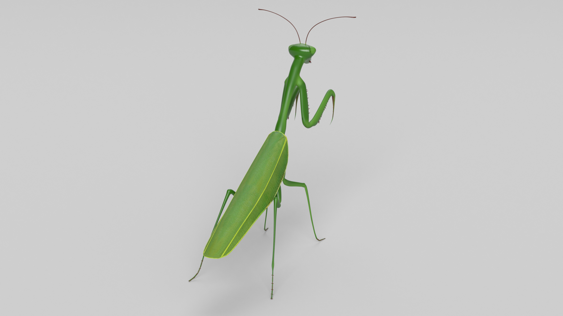 3D praying mantis model - TurboSquid 1698951