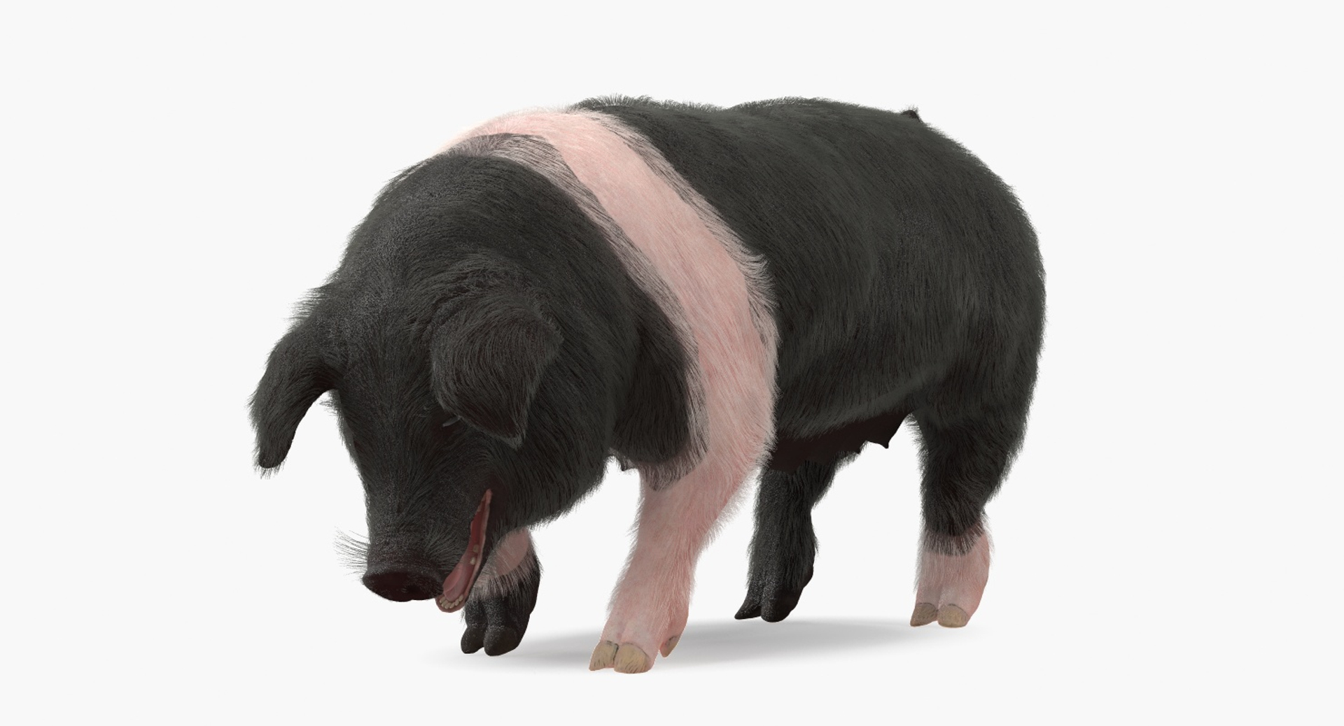 Hampshire Pig Sow Standing 3D Model - TurboSquid 1355719