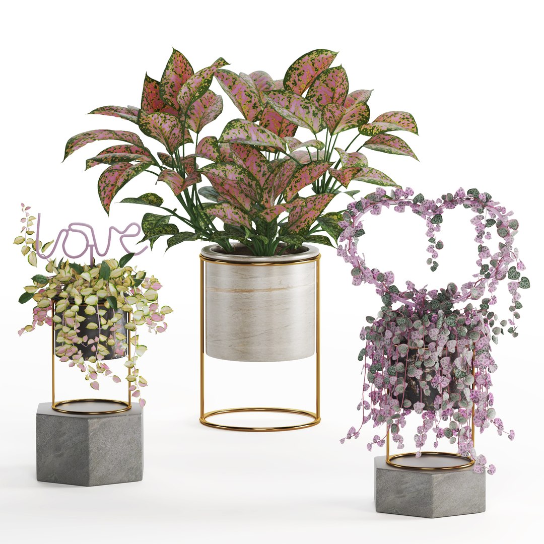 Indoor Plant Valentine Set04 3D - TurboSquid 2188231