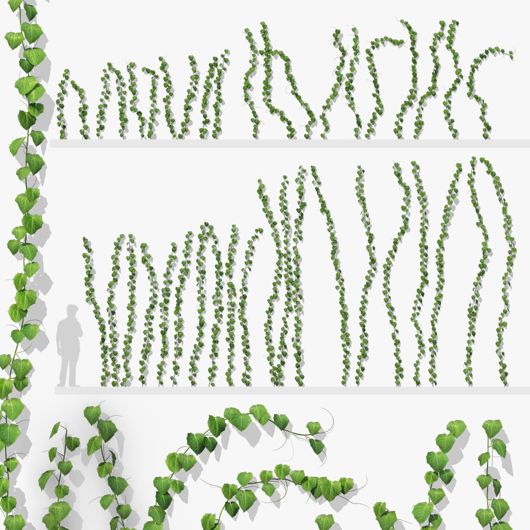3D Dutchmans Pipe Climbing On Wall Model - TurboSquid 1793242