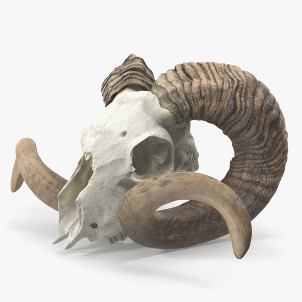 modelo 3d Cráneo de carnero con cuernos oscuros - TurboSquid 1953191