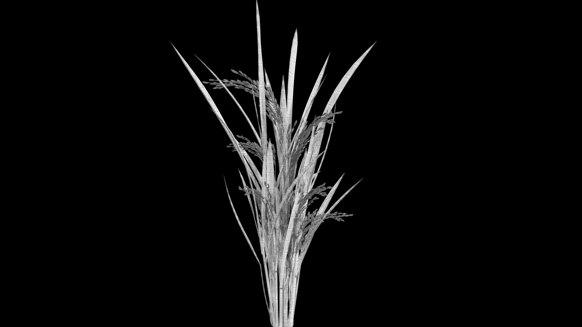 GROWING FLOWER PADDY 2014 Model - TurboSquid 1743290