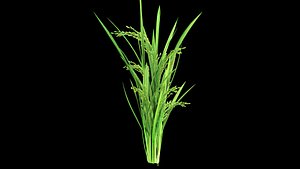 Rice 3D Models for Download | TurboSquid