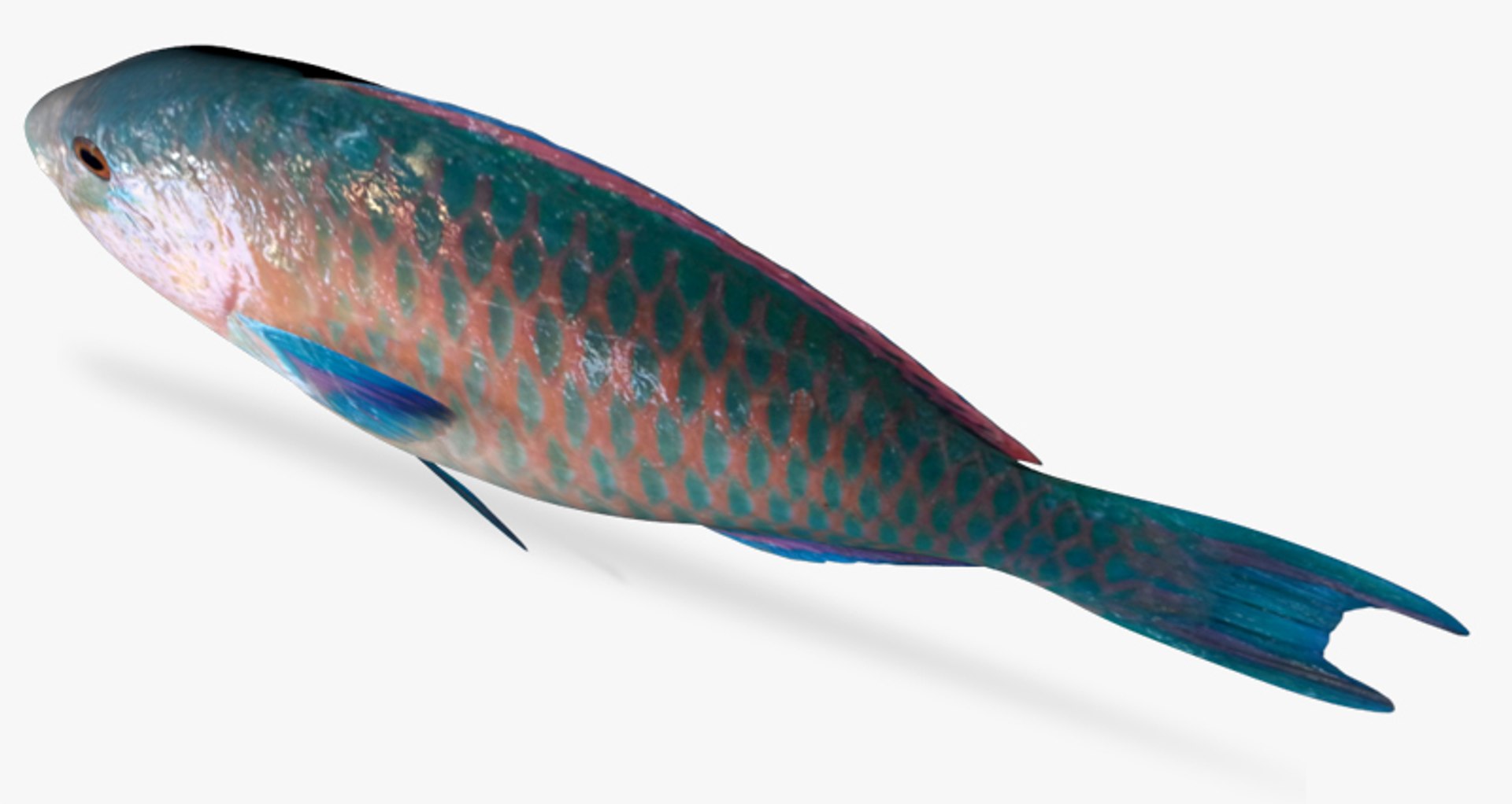 3d Azure Parrotfis