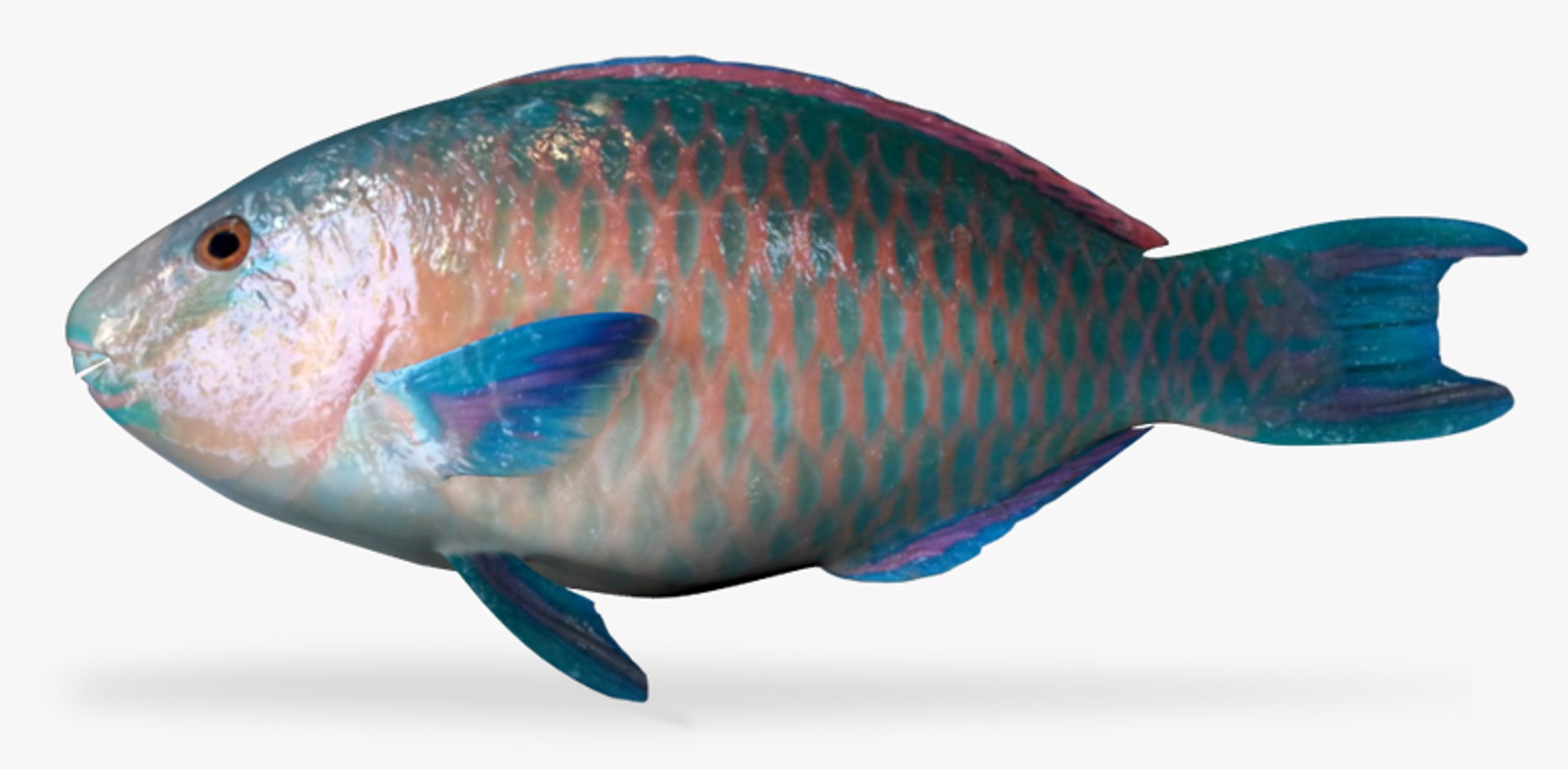 3d Azure Parrotfis
