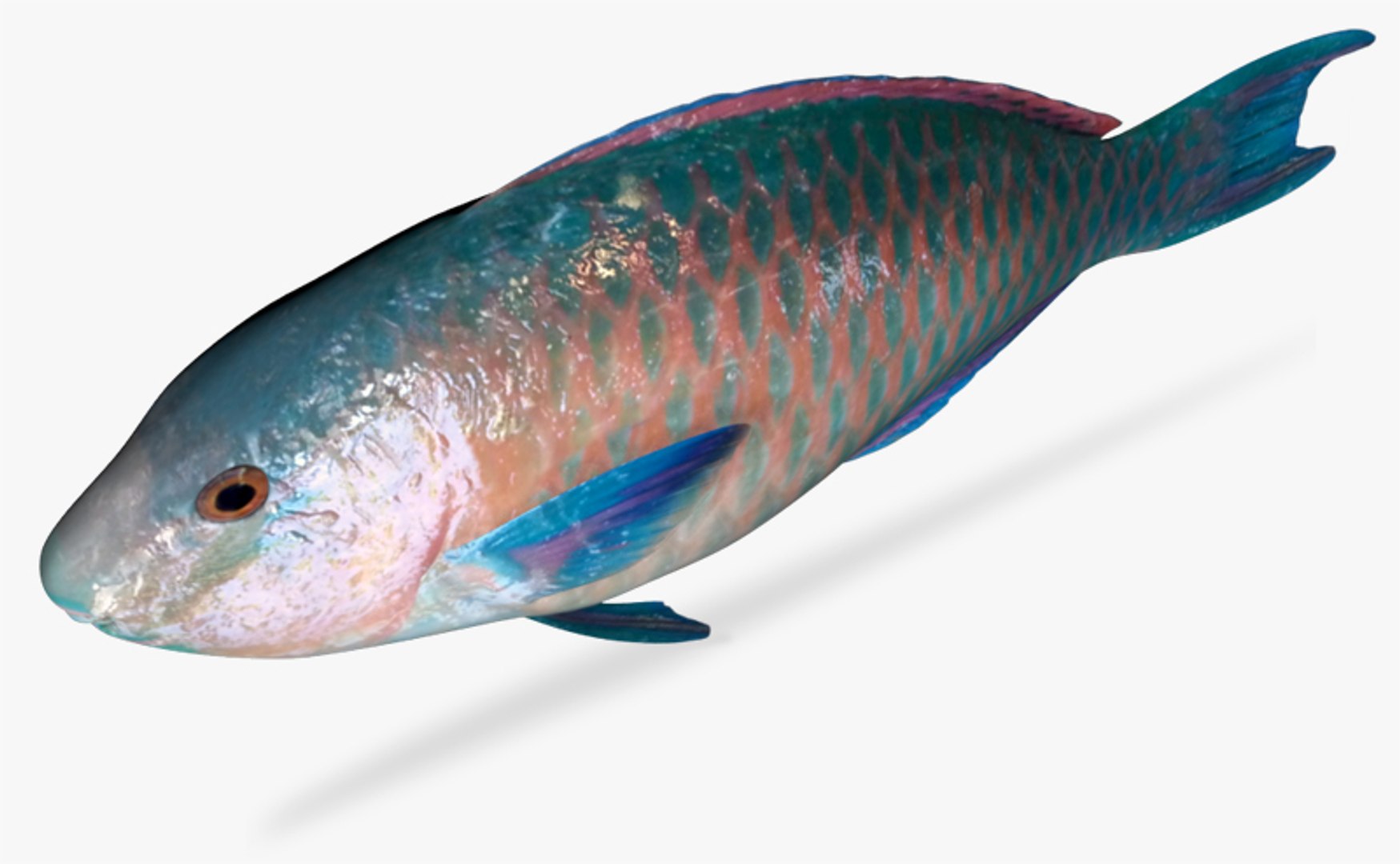3d Azure Parrotfis