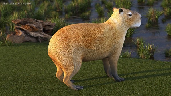 Capivara Rigida Modelo 3D - TurboSquid 1944888