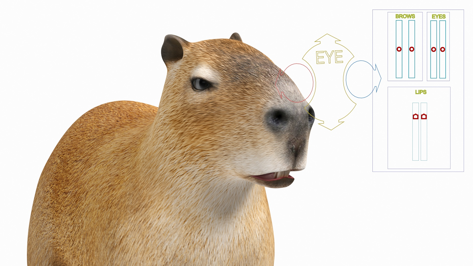 Capybara Rigged 3D model - TurboSquid 1944888