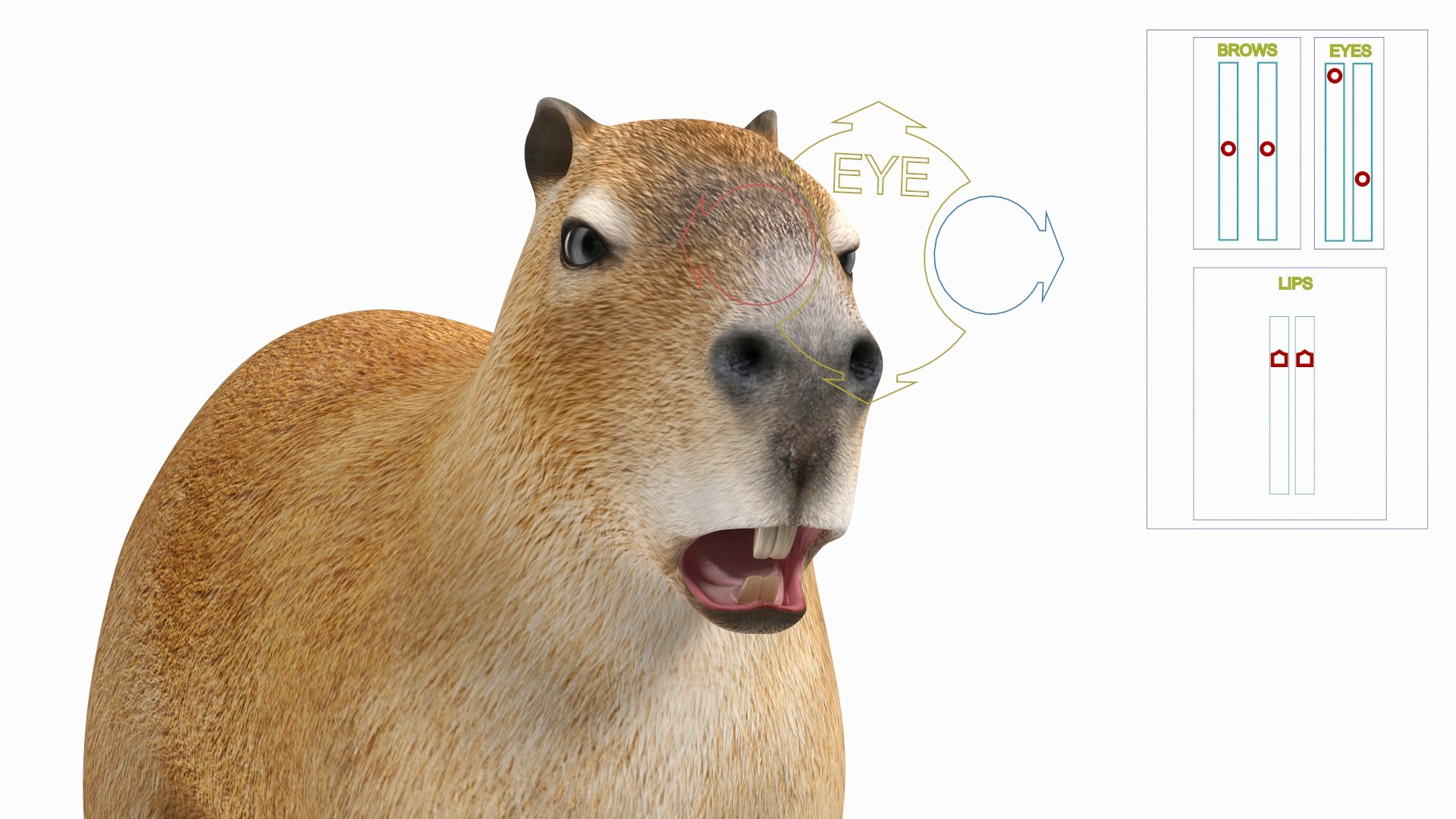 Capybara Rigged 3D model - TurboSquid 1944888