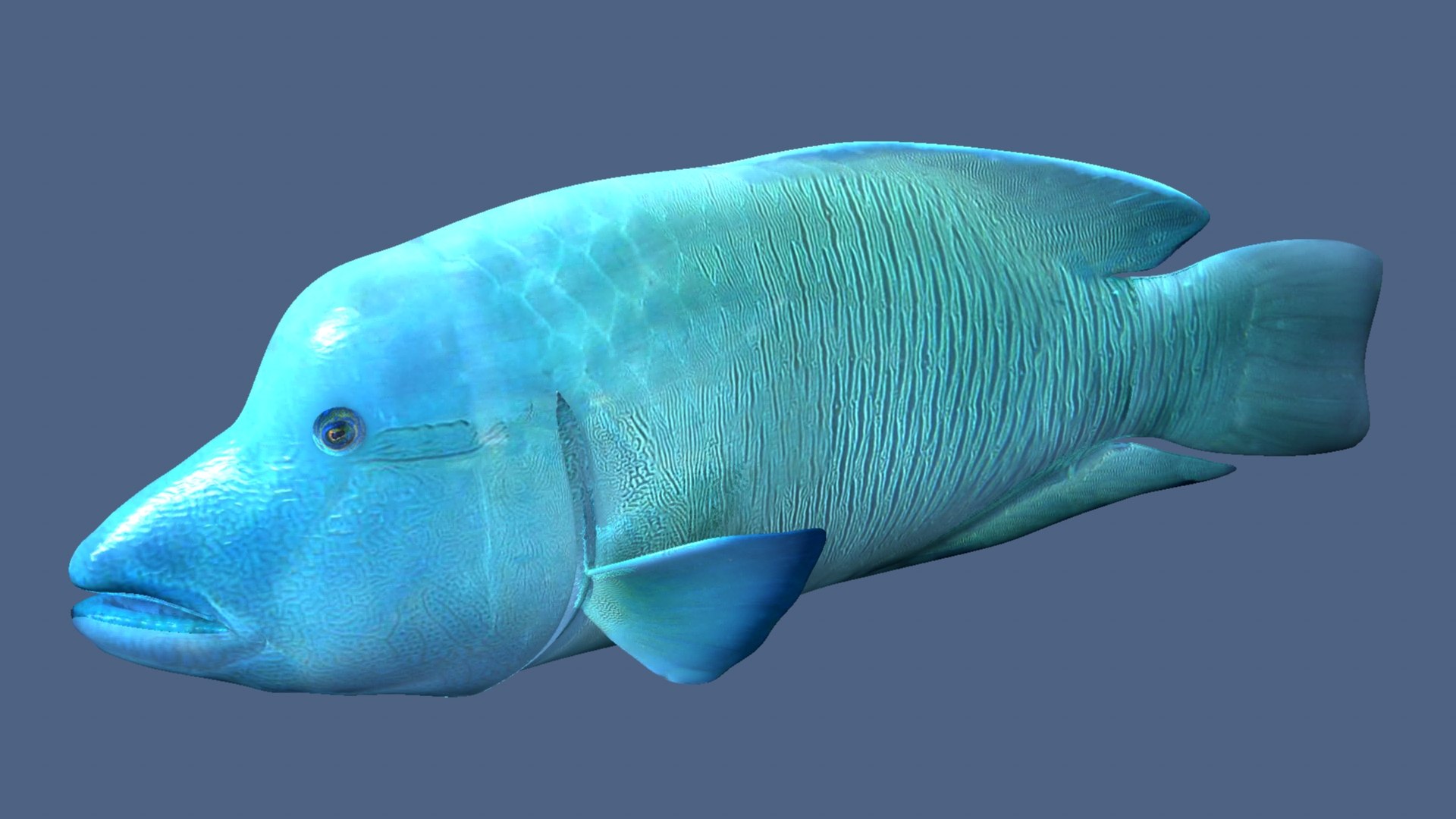 Napoleon Fish 3D - TurboSquid 2194606