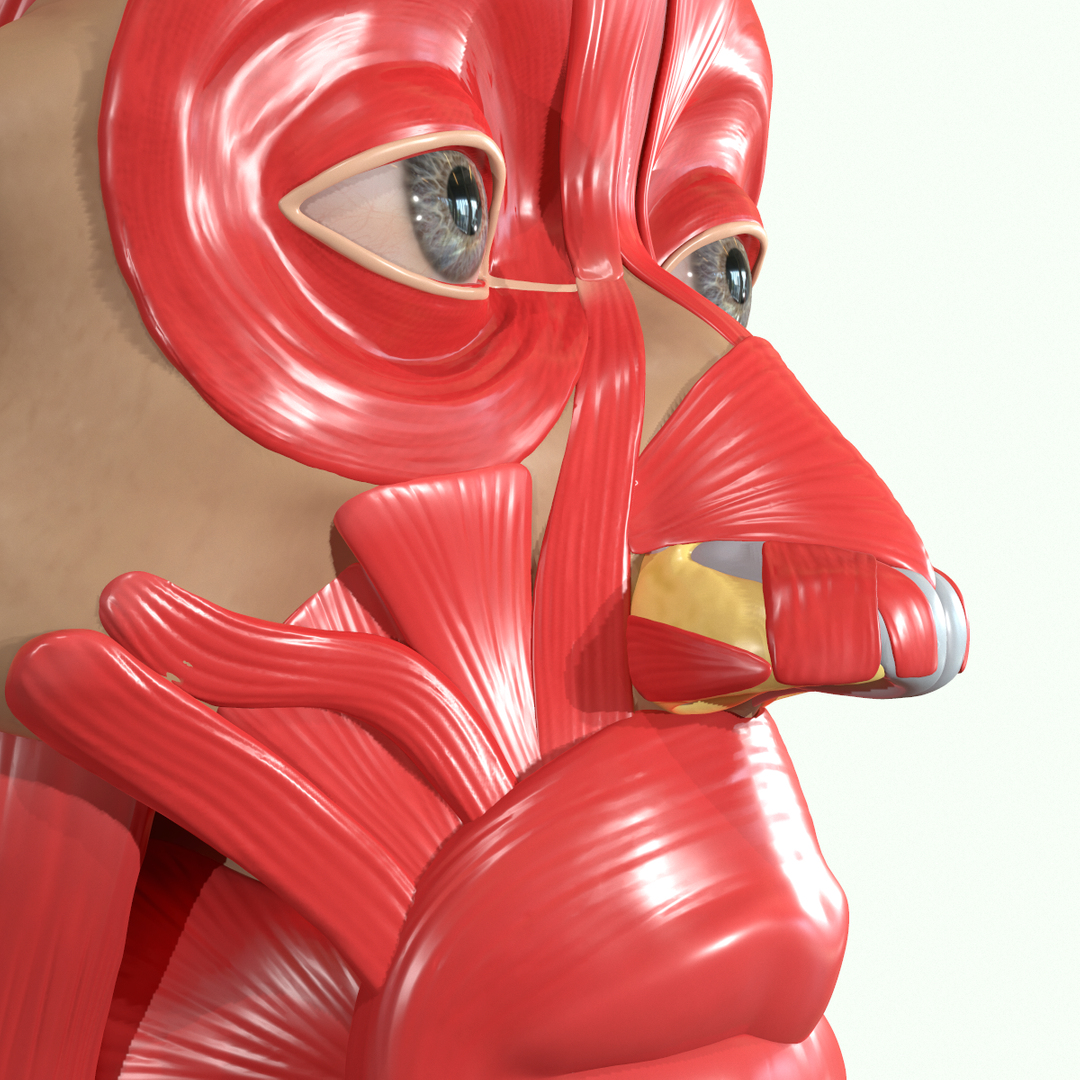 Modeled muscles face anatomy 3D - TurboSquid 1416236