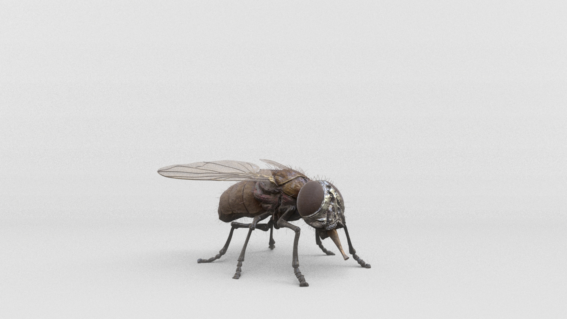 3D Model Housefly Animation - TurboSquid 1546591