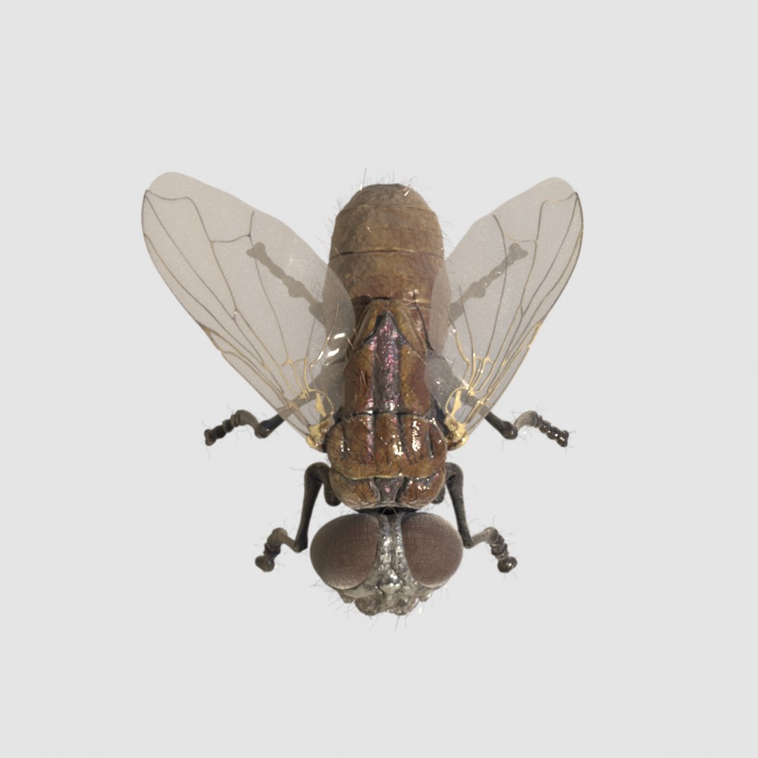 3D Model Housefly Animation - TurboSquid 1546591