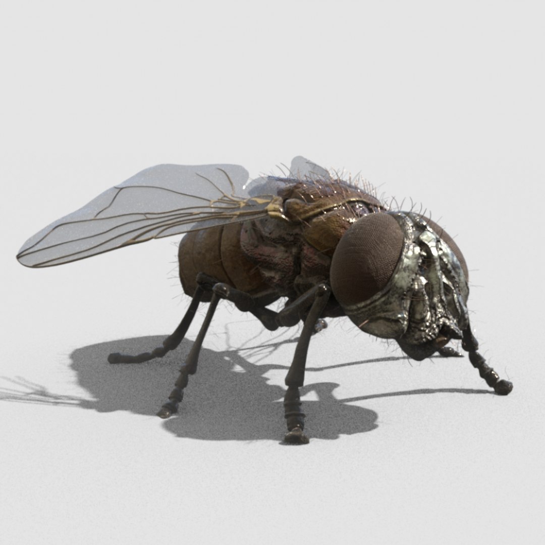 3D Model Housefly Animation - TurboSquid 1546591
