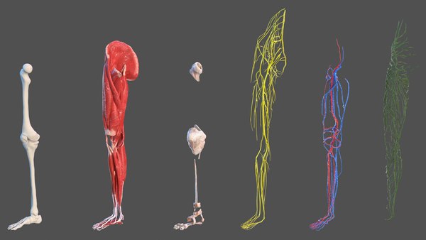 Boy Body Anatomy Collection 2 3D model - TurboSquid 1865037
