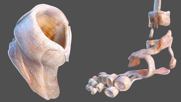 Boy Body Anatomy Collection 2 3D model - TurboSquid 1865037