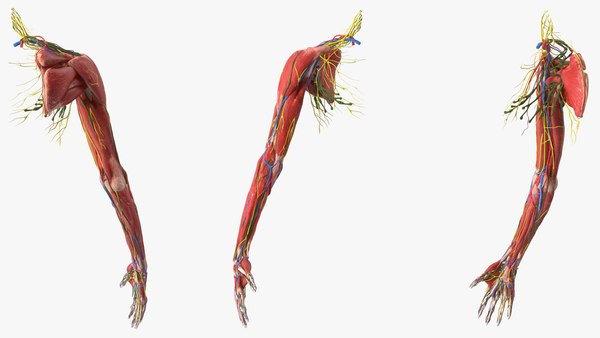 Boy Body Anatomy Collection 2 3D model - TurboSquid 1865037