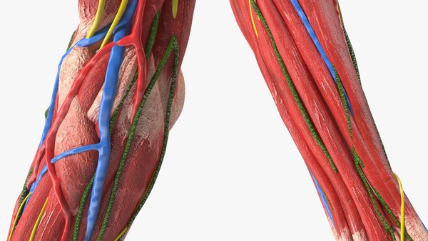 Boy Body Anatomy Collection 2 3D model - TurboSquid 1865037