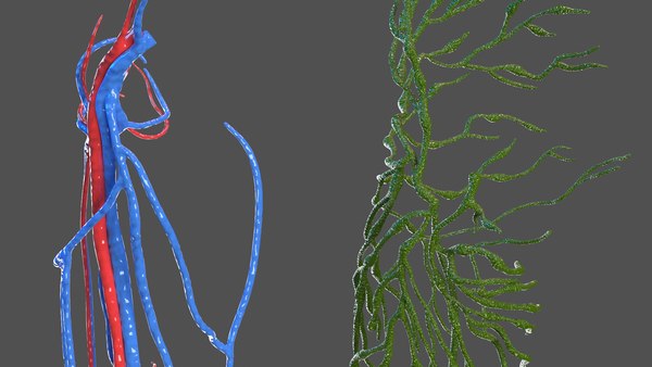 Boy Body Anatomy Collection 2 3D model - TurboSquid 1865037