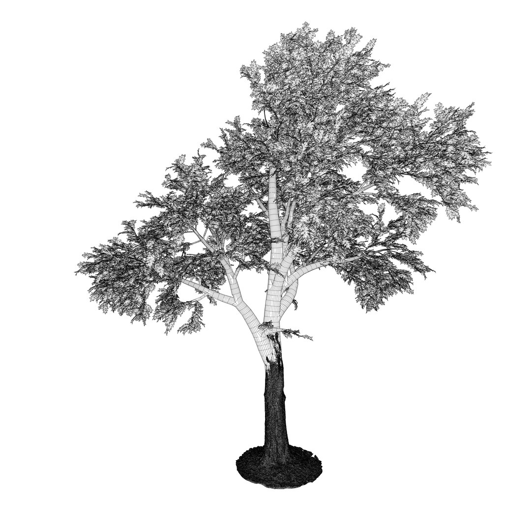 SCANNED Ash Tree model - TurboSquid 1827855