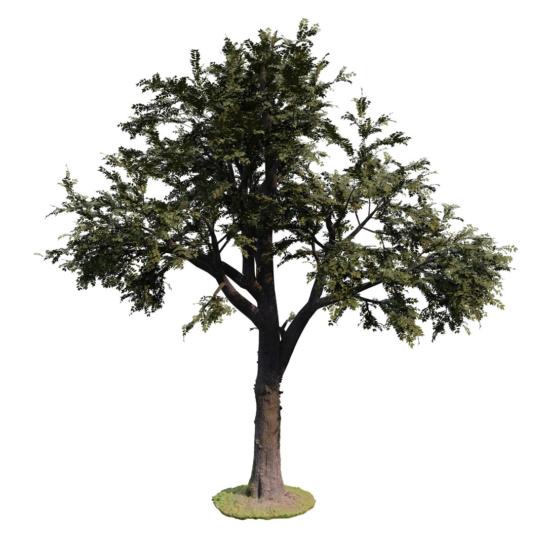 SCANNED Ash Tree model - TurboSquid 1827855
