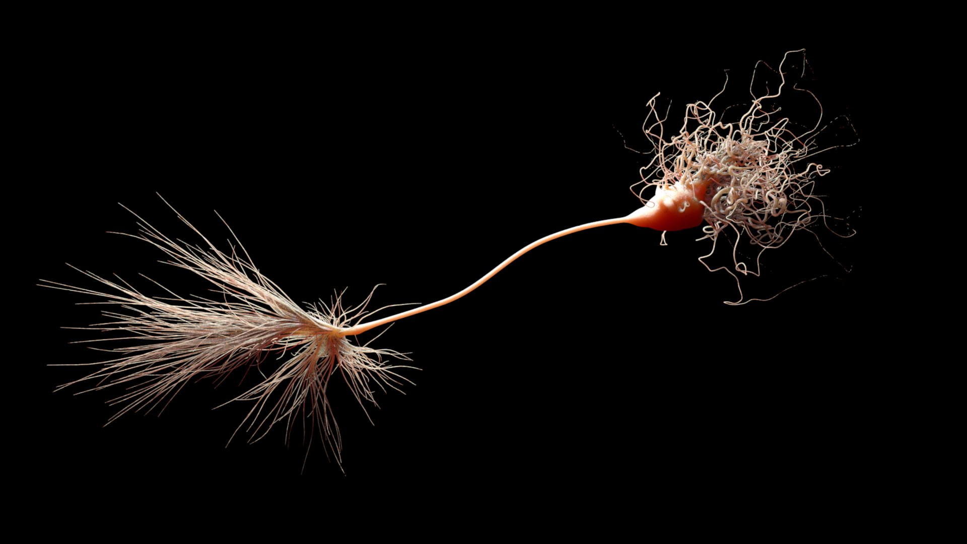 Mammalian Neuron 3D Model - TurboSquid 1421568