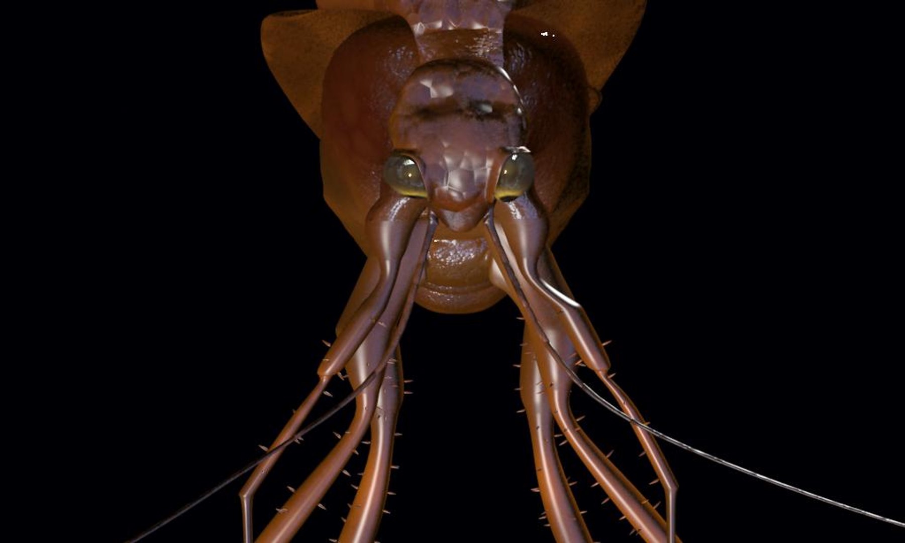 Cockroach Rigged 3d Model