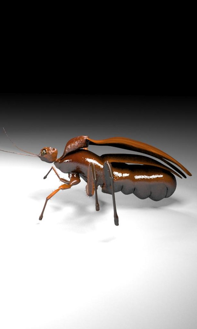 Cockroach Rigged 3d Model