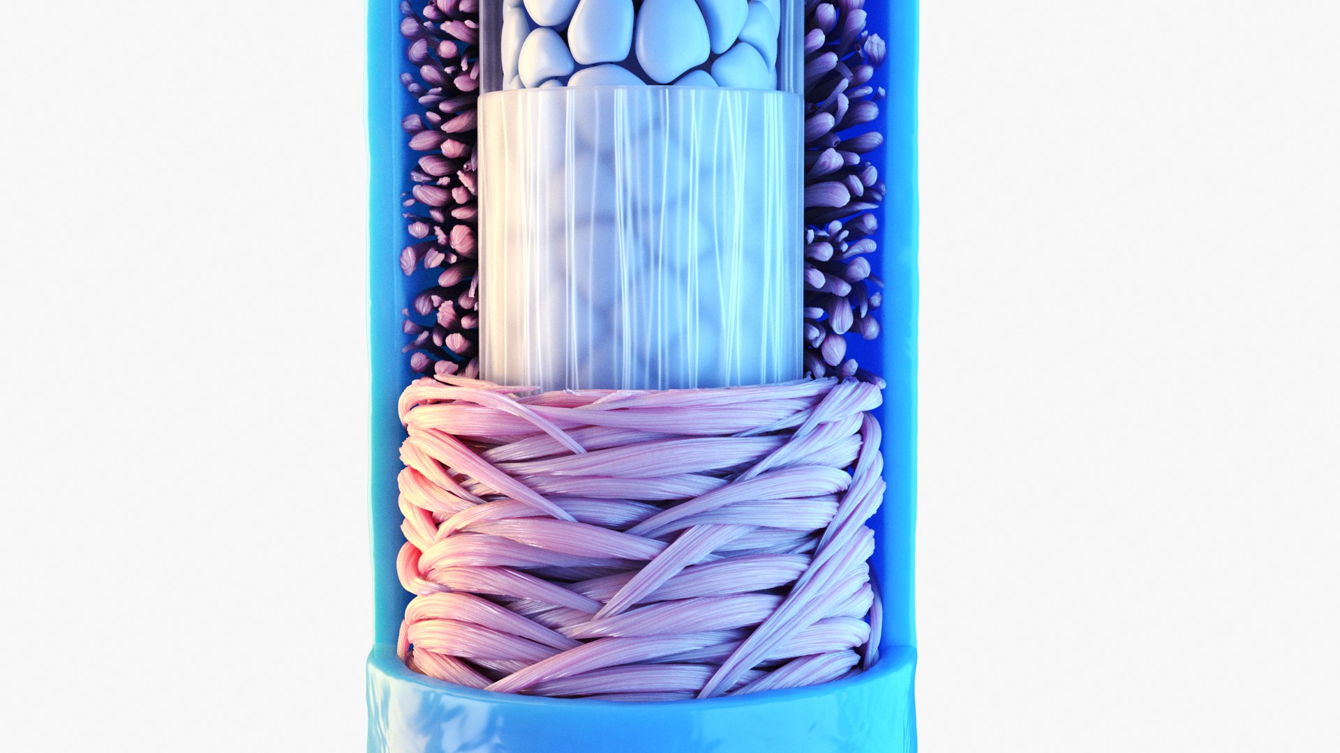 3D Vein Artery Anatomy Model - TurboSquid 1930210