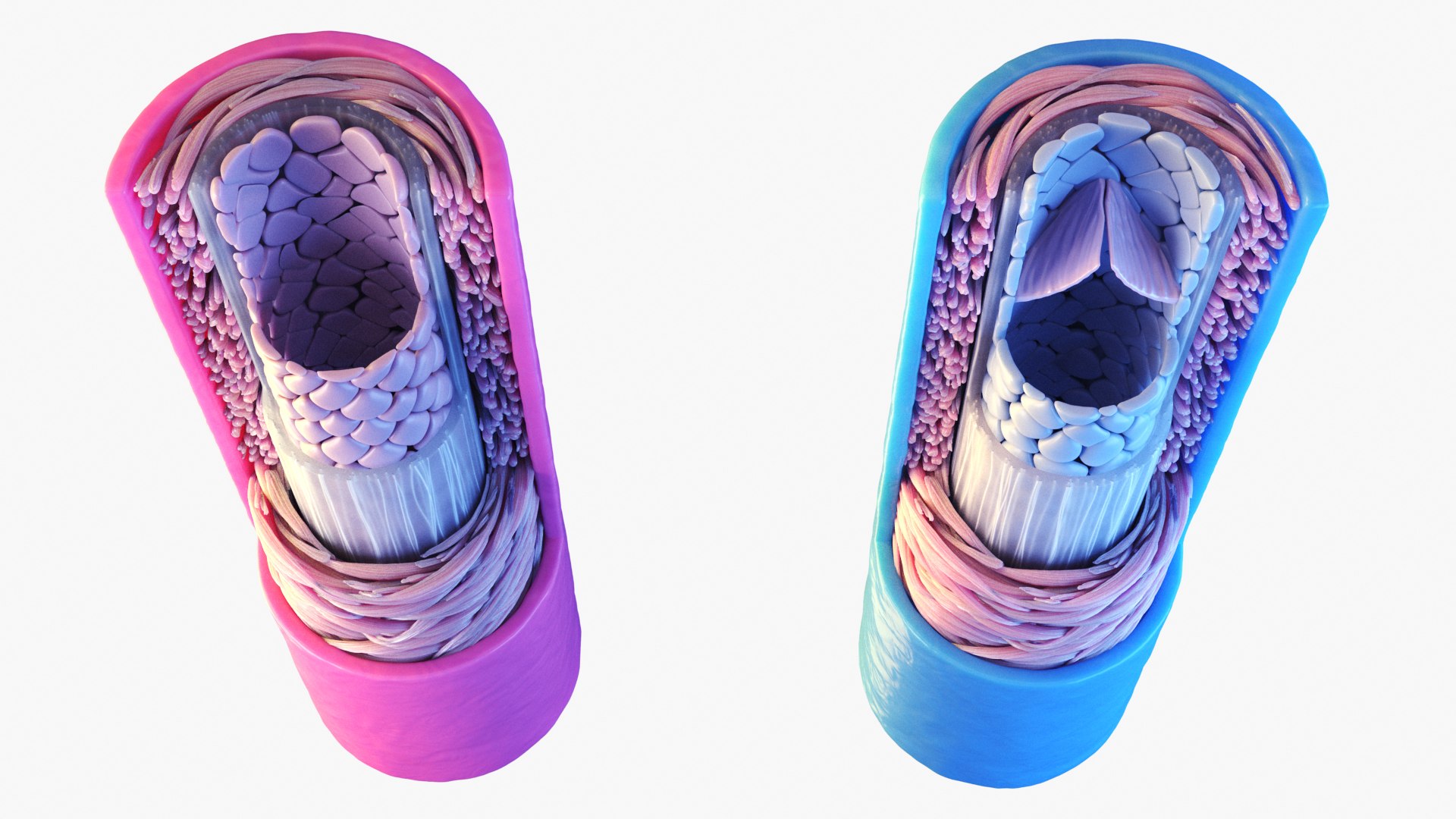 3D Vein Artery Anatomy Model - TurboSquid 1930210