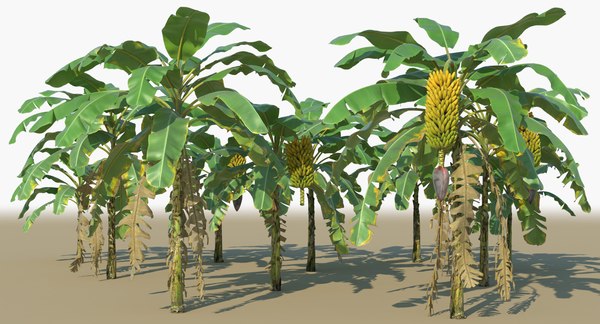 3D banana plants trees - TurboSquid 1435633