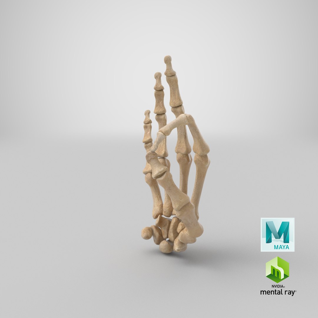 3D human hand bones ok - TurboSquid 1610611
